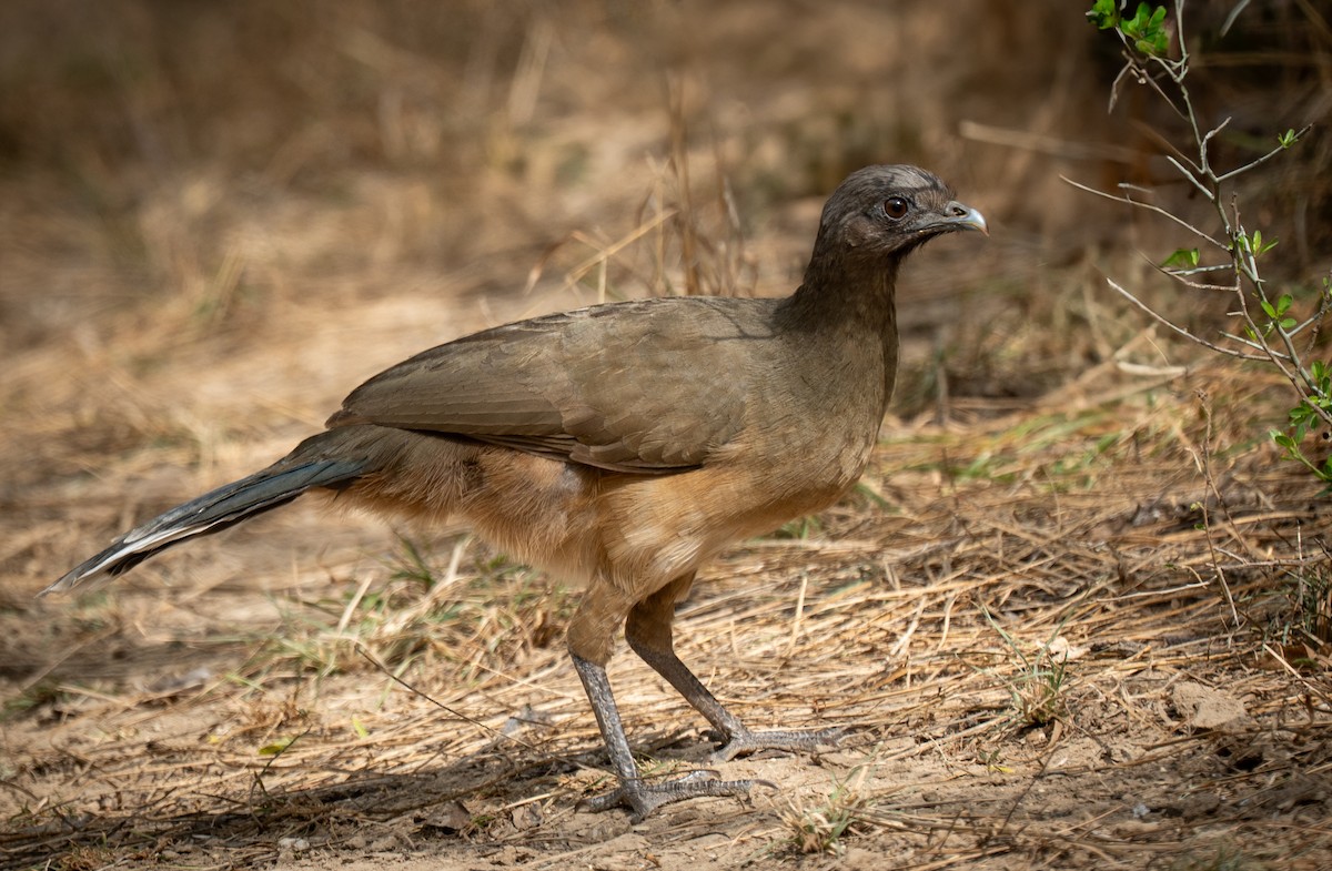 ML631551235 - Plain Chachalaca - Macaulay Library