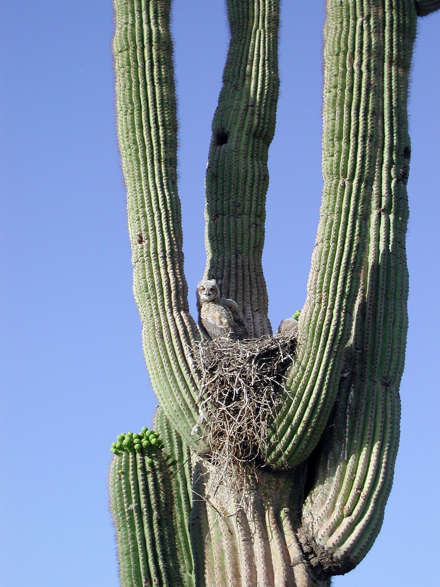 ML631551687 - Great Horned Owl - Macaulay Library