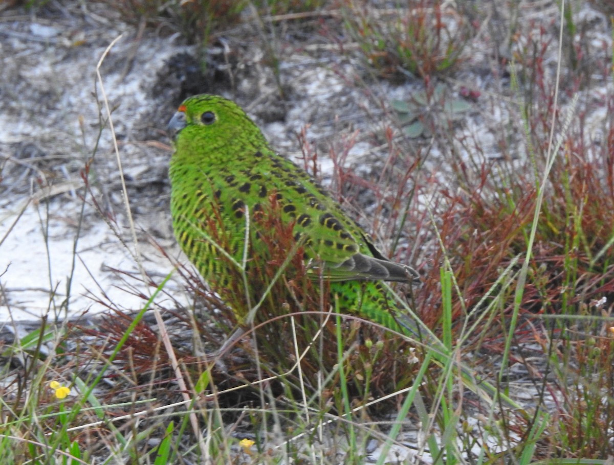 eBird Checklist - 2 Mar 2025 - Beecroft Weapons Range--Little Target ...