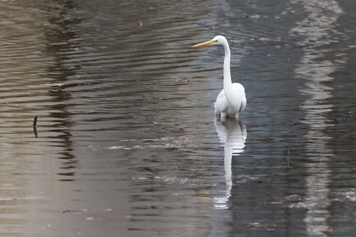 ML631557617 - Great Egret (alba) - Macaulay Library