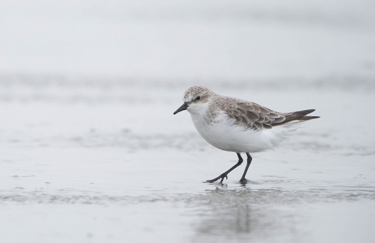 ML631557856 - Red-necked Stint - Macaulay Library