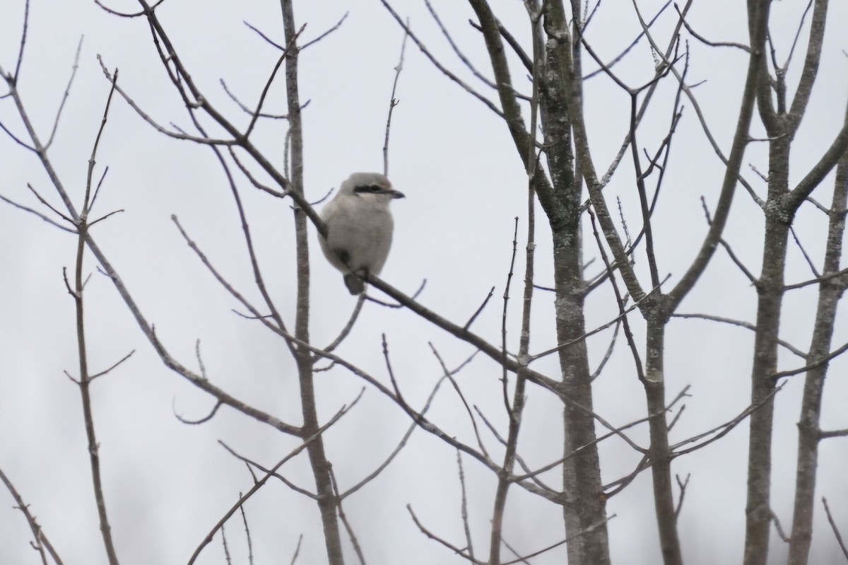 eBird Checklist - 2 Mar 2025 - SGL 95--Calico Rd - 8 species