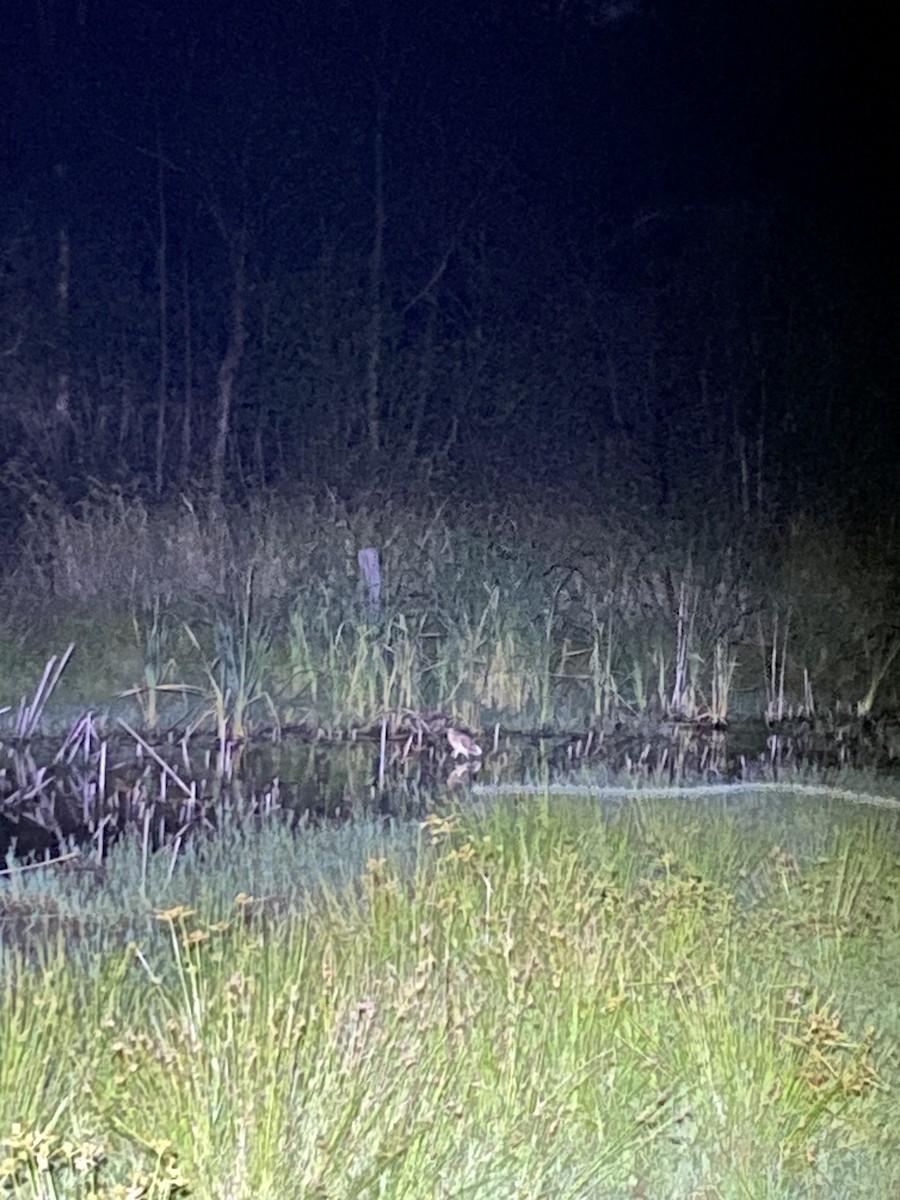 eBird Checklist - 3 Mar 2025 - Varroville - 1 species