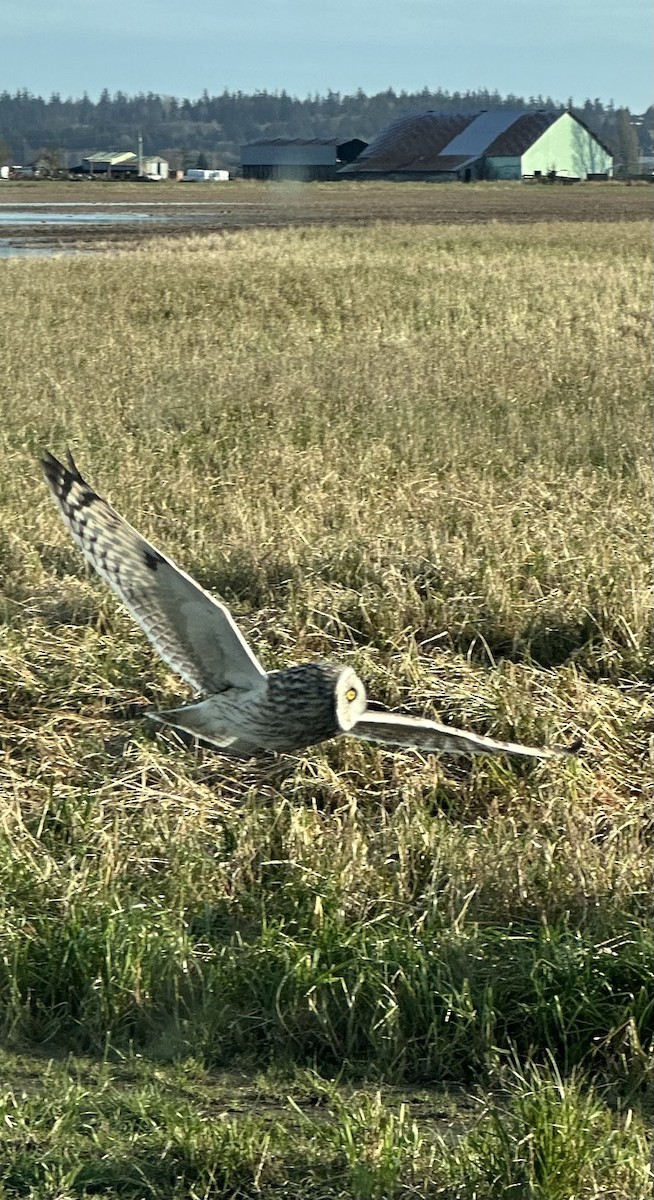 eBird Checklist - 27 Feb 2025 - Samish Flats--East 90 - 15 species
