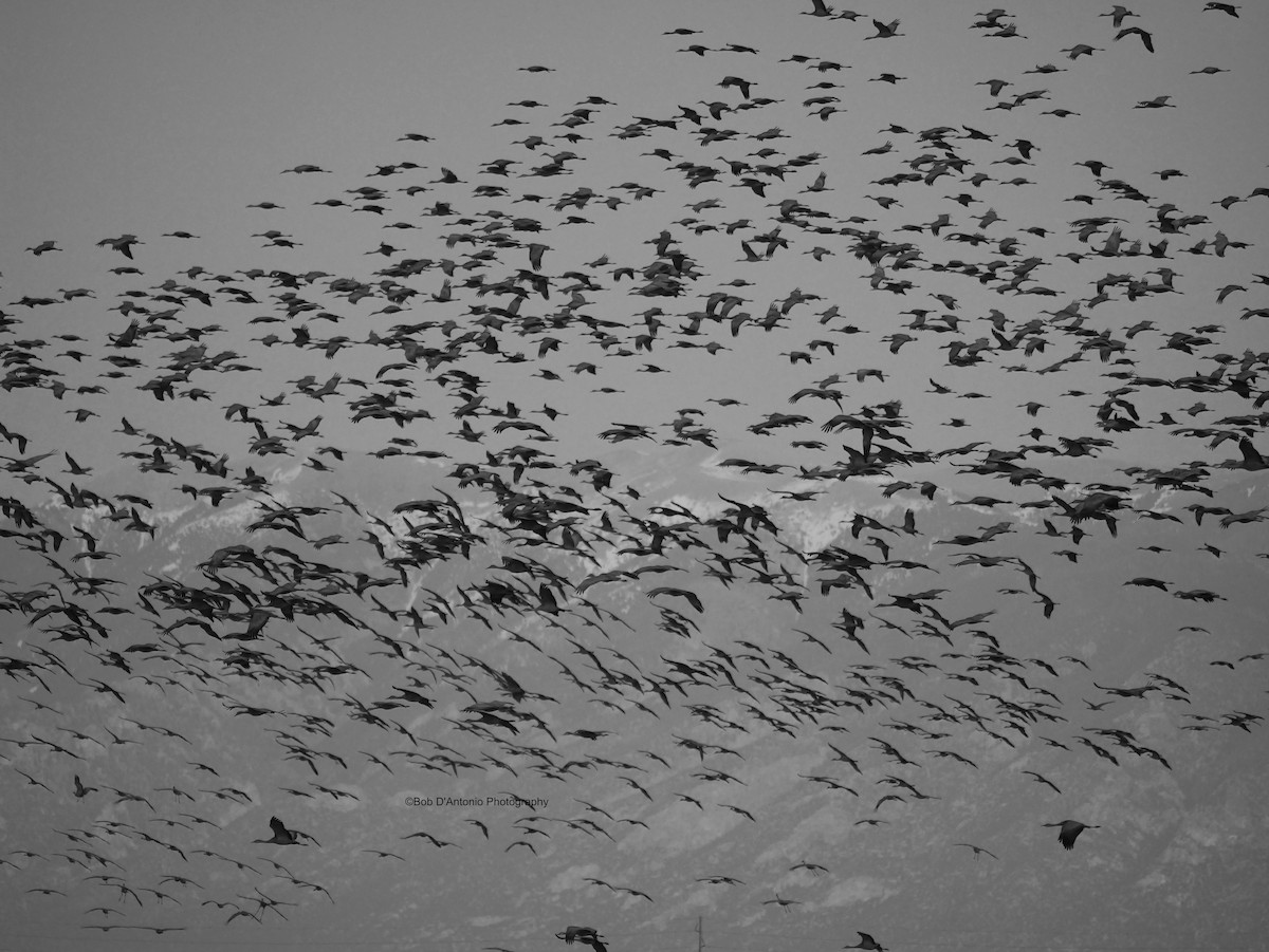 eBird Checklist - 2 Mar 2025 - Monte Vista NWR - 29 species