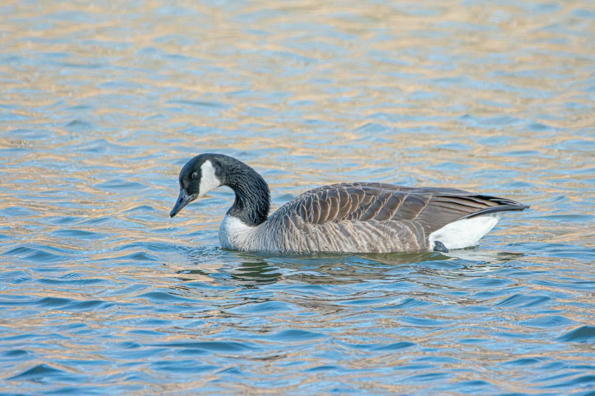 Maryland-DC Breeding Bird Atlas Checklist - 2 Mar 2025 - Centennial ...