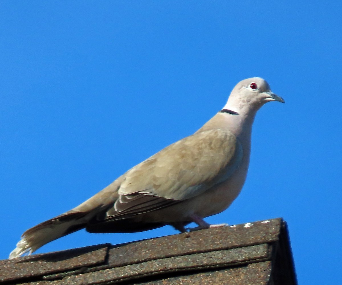 eBird Checklist - 3 Mar 2025 - Dallas Retirement Village - 2 species