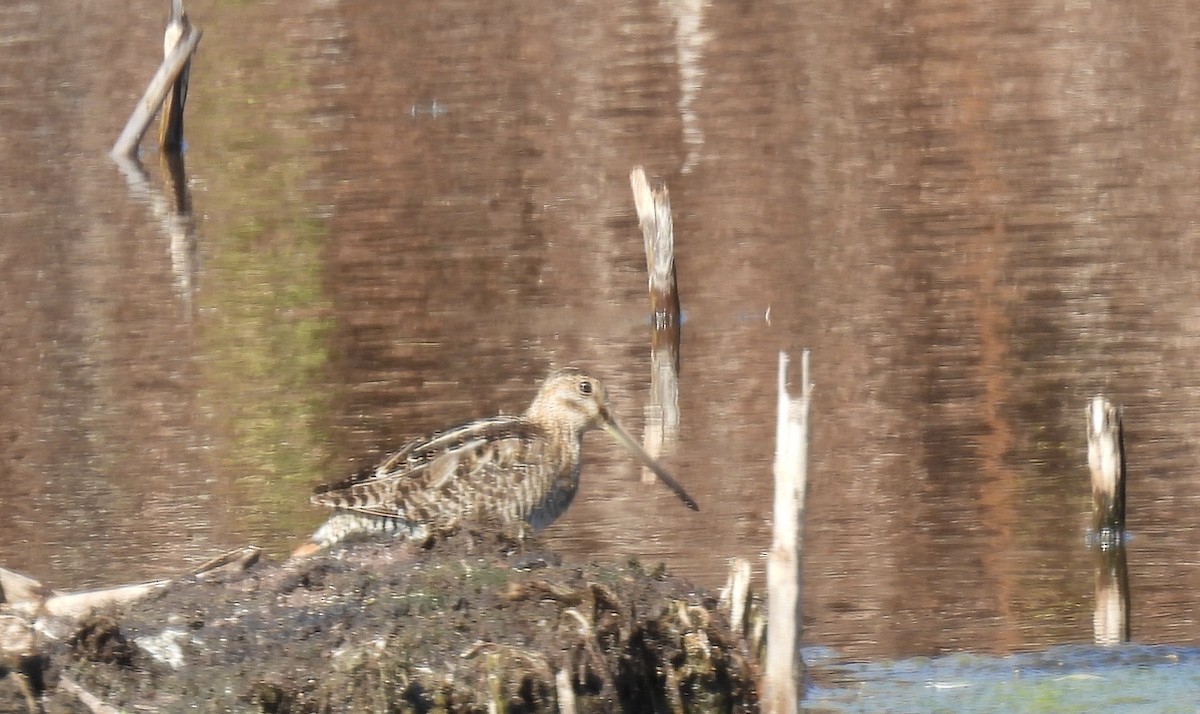 eBird Checklist - 3 Mar 2025 - Terra Ceia Preserve SP - 19 species (+1 ...