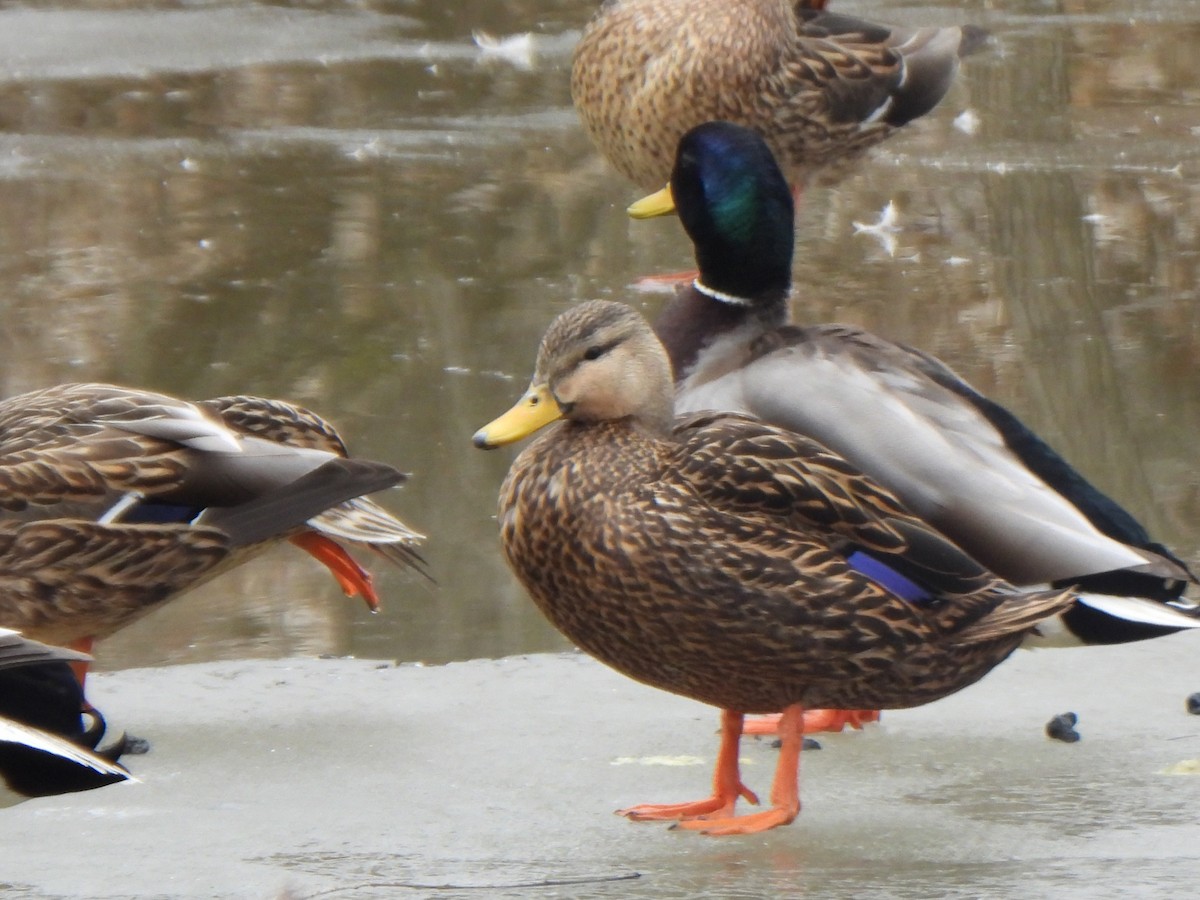 ML631576456 - Mottled Duck - Macaulay Library