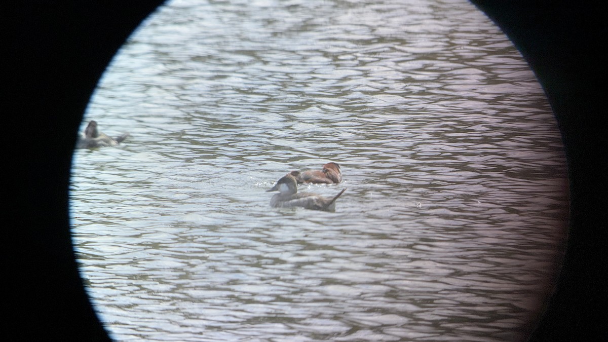 eBird Checklist - 3 Mar 2025 - 919 Reed Canal Rd, South Daytona US-FL ...