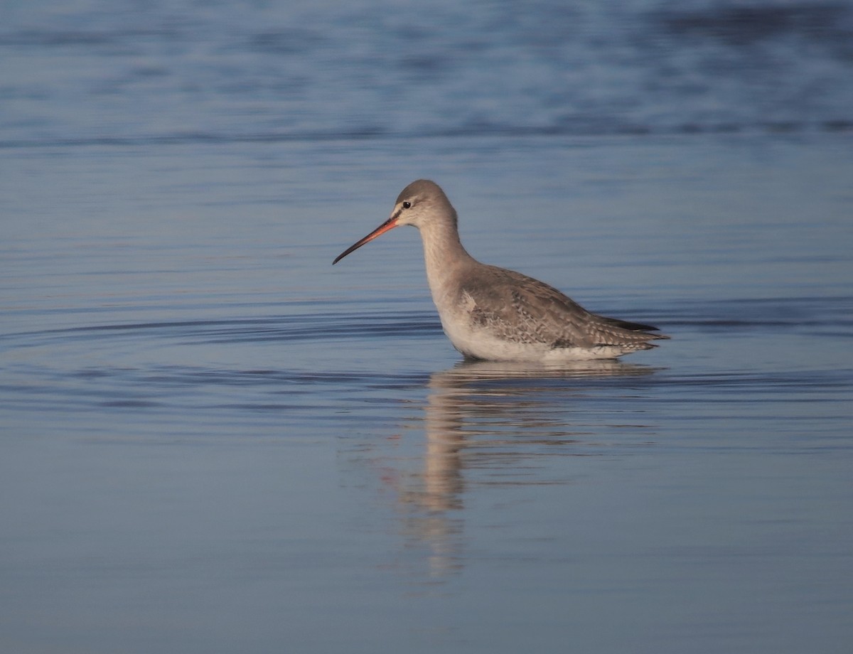 ML631583934 - Spotted Redshank - Macaulay Library