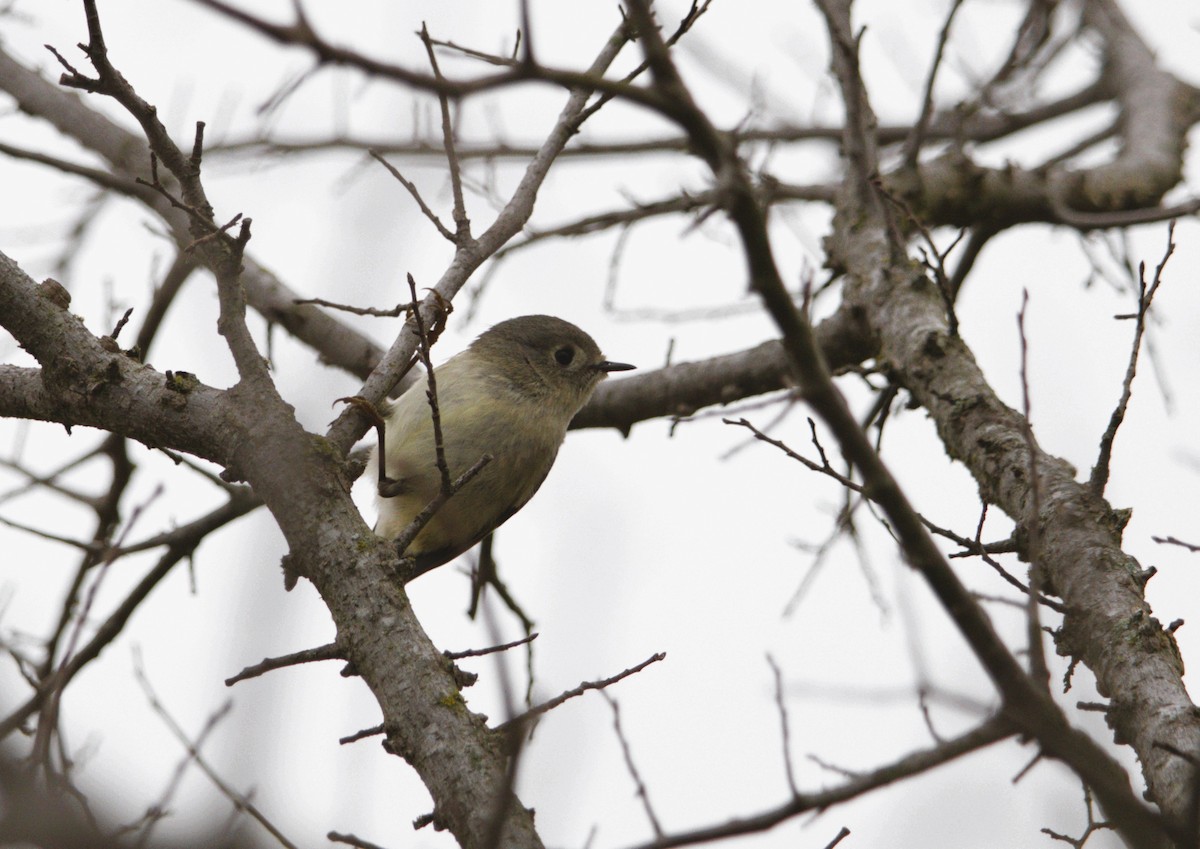 eBird Checklist - 3 Mar 2025 - Cibolo Nature Ctr.--Riparian - 17 species