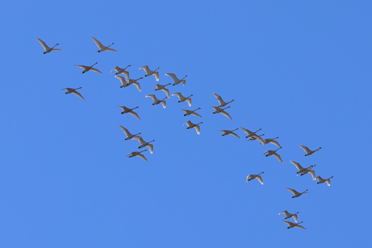 eBird Checklist - 3 Mar 2025 - Swan Harbor Farm Park - 23 species