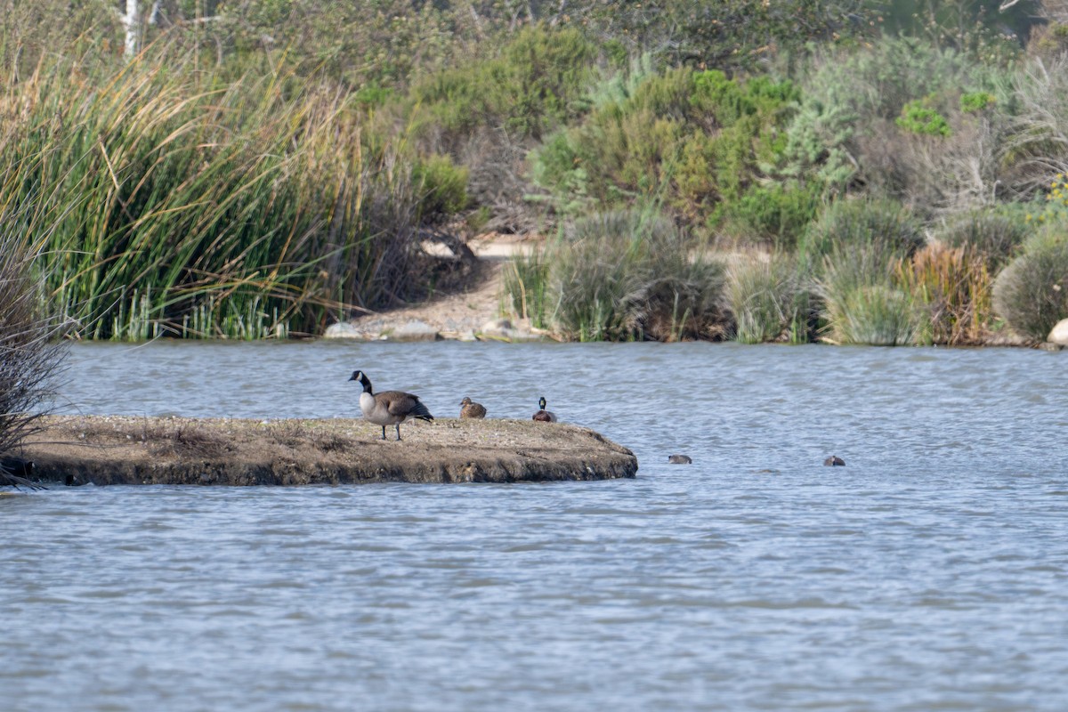 eBird Checklist - 2 Mar 2025 - IRWD San Joaquin Marsh & Wildlife ...