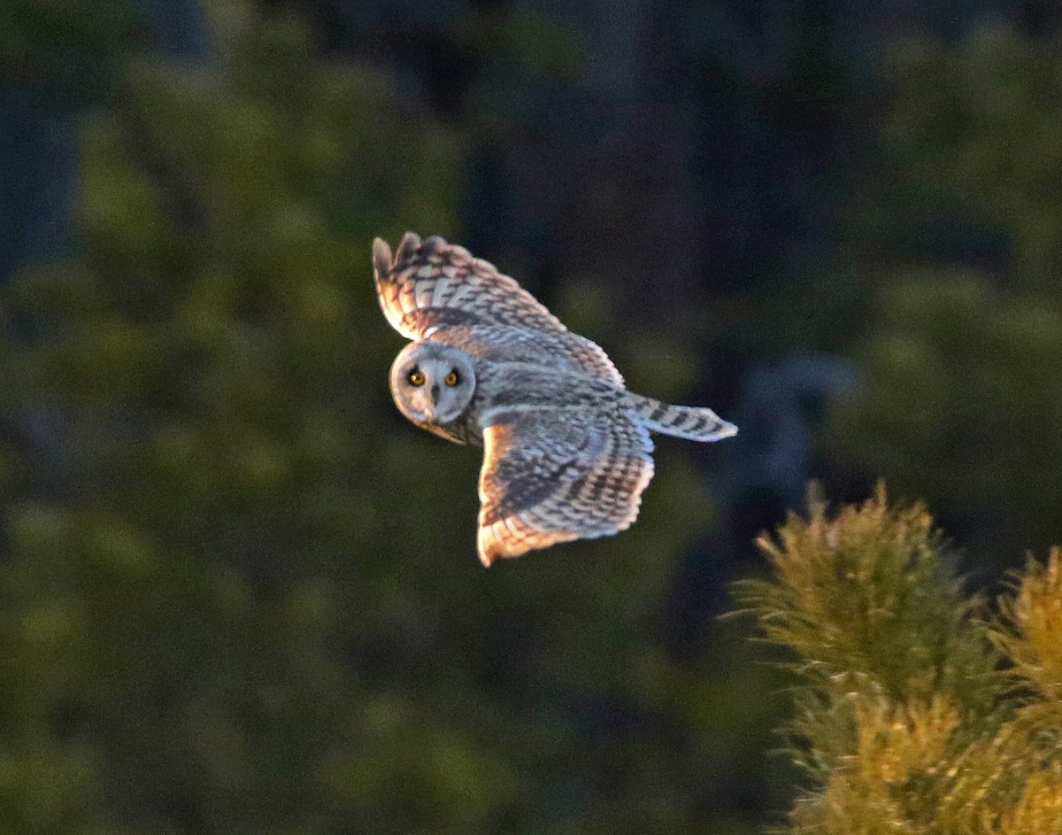 ML631592154 - Short-eared Owl - Macaulay Library