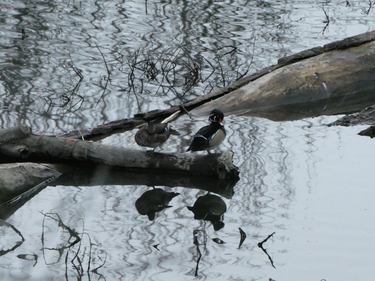 eBird Checklist - 3 Mar 2025 - American River Parkway behind condo ...