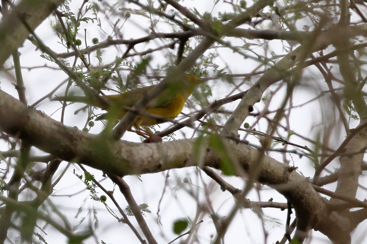 Wilson's Warbler - Cardellina pusilla - Media Search - Macaulay Library ...