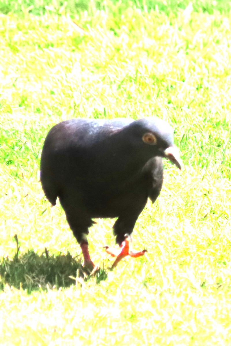 eBird Checklist - 28 Feb 2025 - Royal Melbourne Zoo (please don't ...