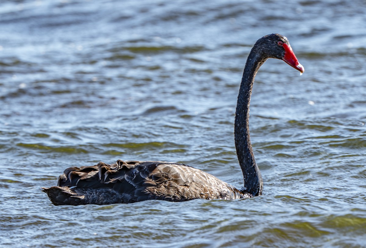 eBird Checklist - 2 Mar 2025 - Loveday Cove (Lake Cooby) - 32 species