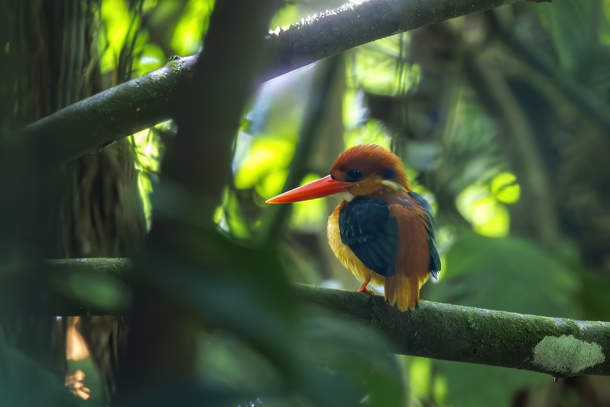 eBird Checklist - 4 Mar 2025 - Danum Valley Borneo Rainforest Lodge ...