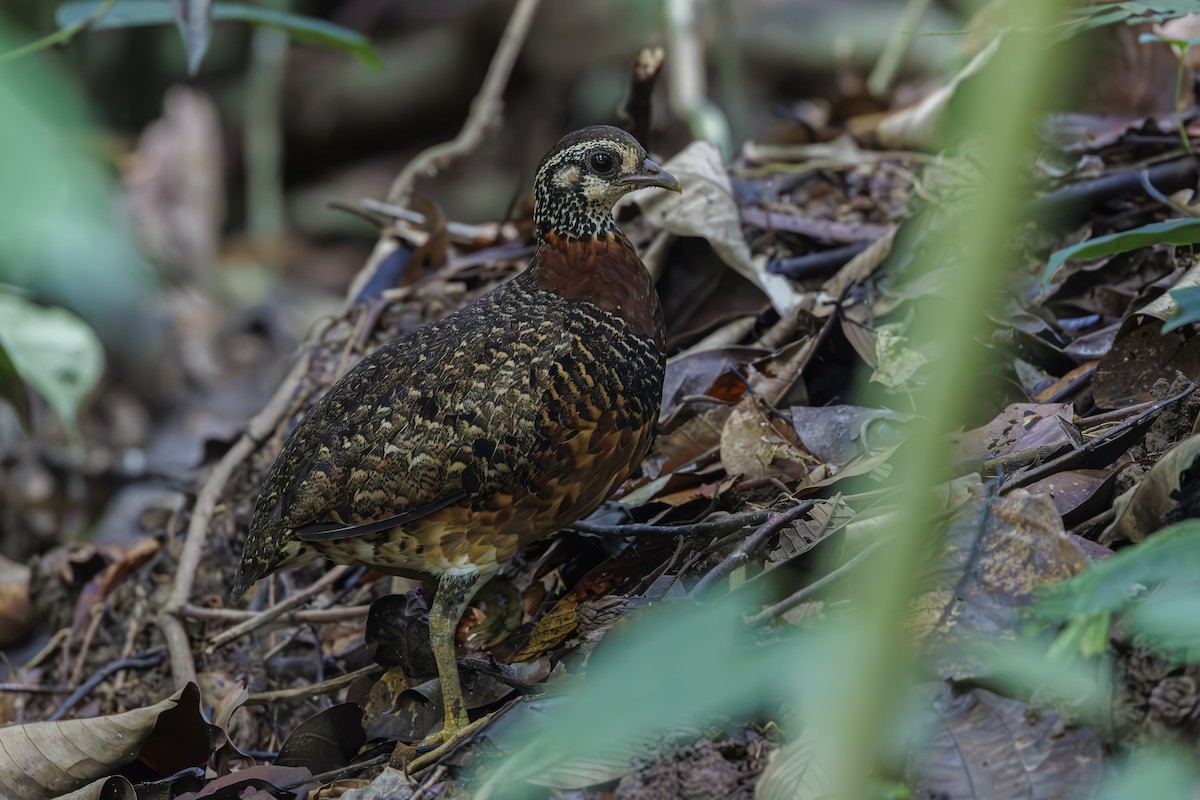 eBird Checklist - 3 Mar 2025 - Danum Valley Borneo Rainforest Lodge ...