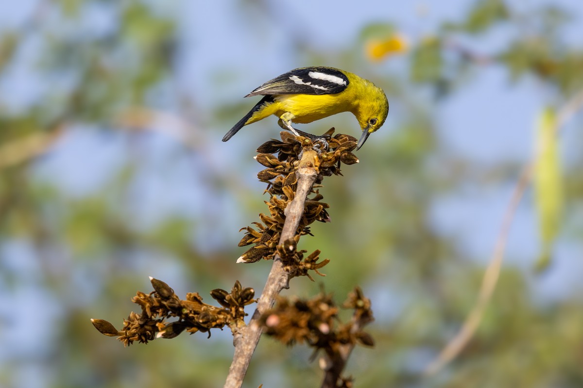 ML631608374 - Common Iora - Macaulay Library