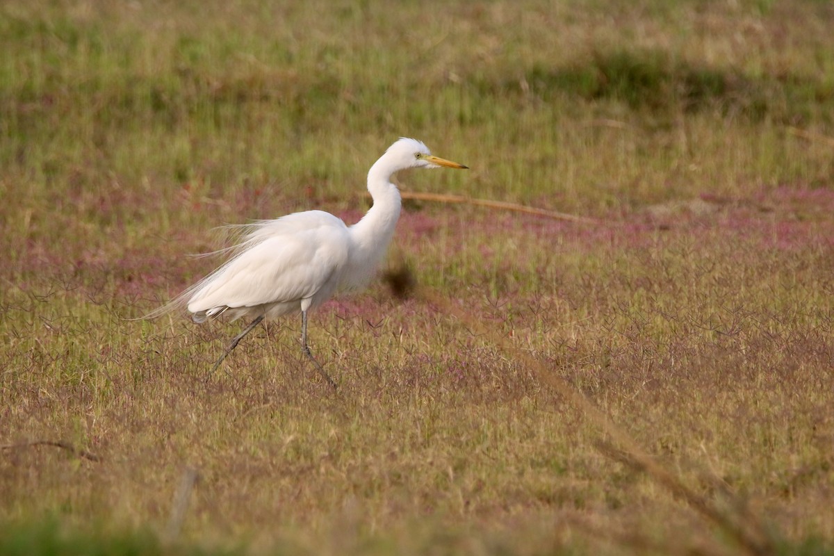 eBird Checklist - 2 Mar 2025 - Muhana Forest Wetland - 56 species