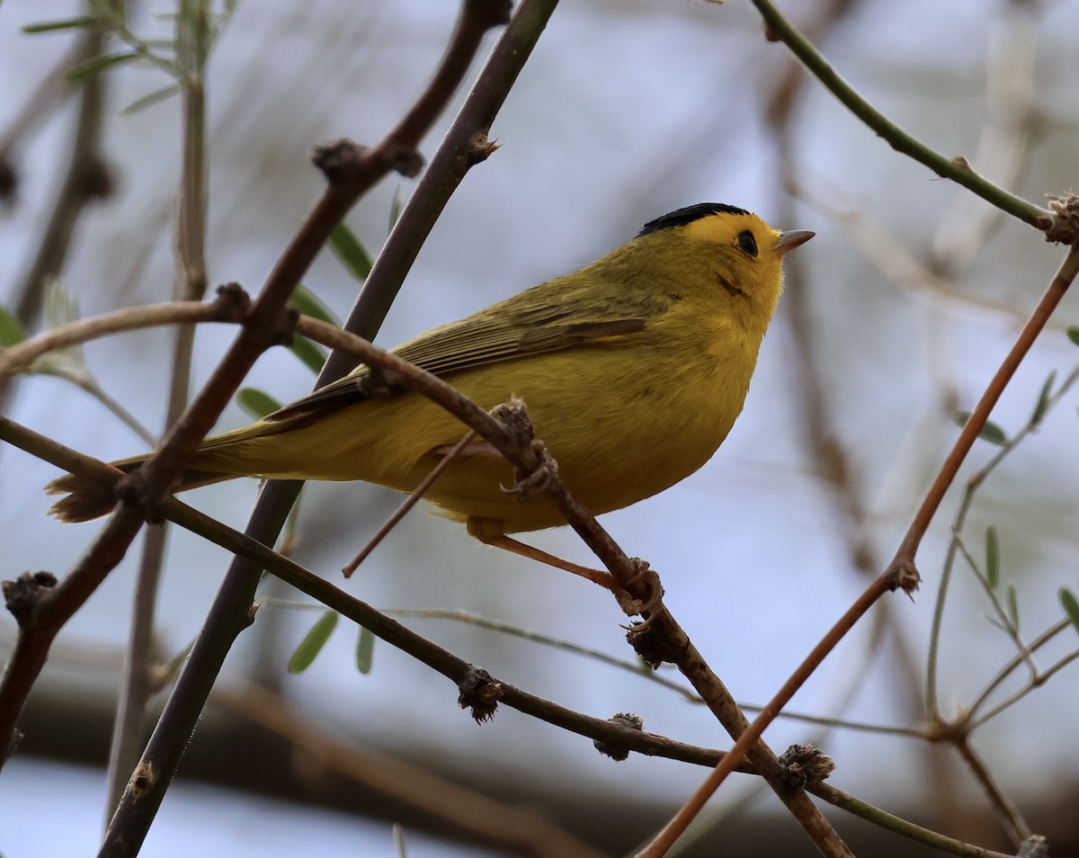Wilson's Warbler - Cardellina pusilla - Media Search - Macaulay Library ...
