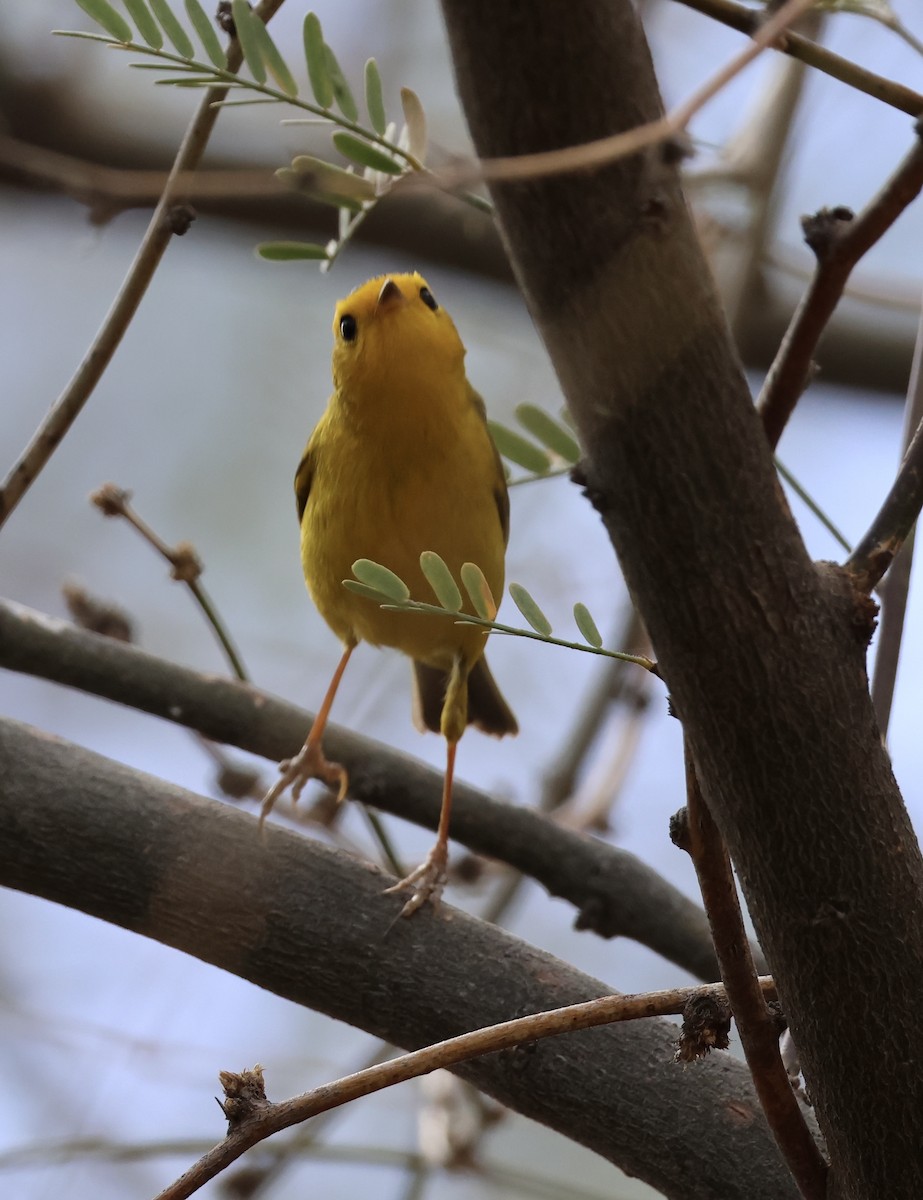 Wilson's Warbler - Cardellina pusilla - Media Search - Macaulay Library ...