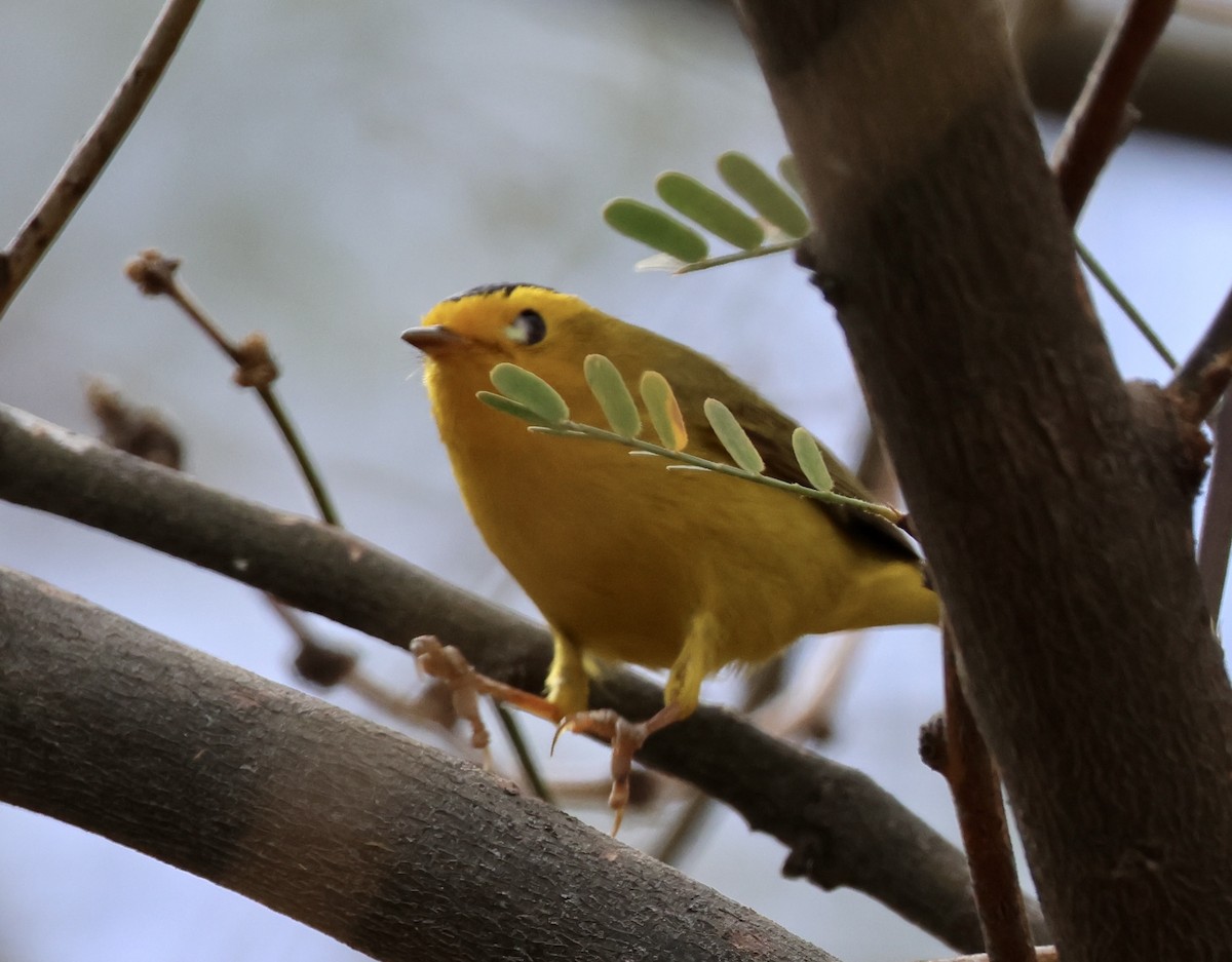 Wilson's Warbler - Cardellina pusilla - Media Search - Macaulay Library ...