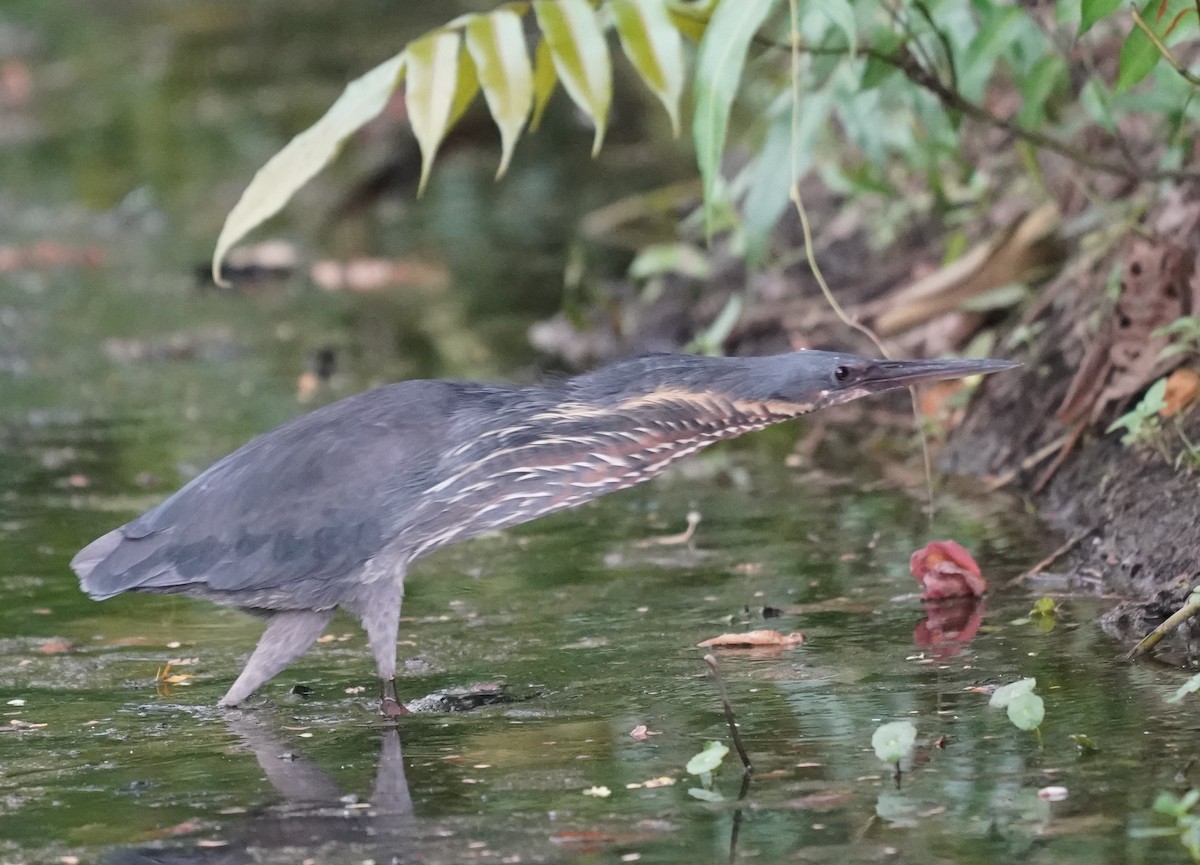 ML631615014 - Black Bittern - Macaulay Library