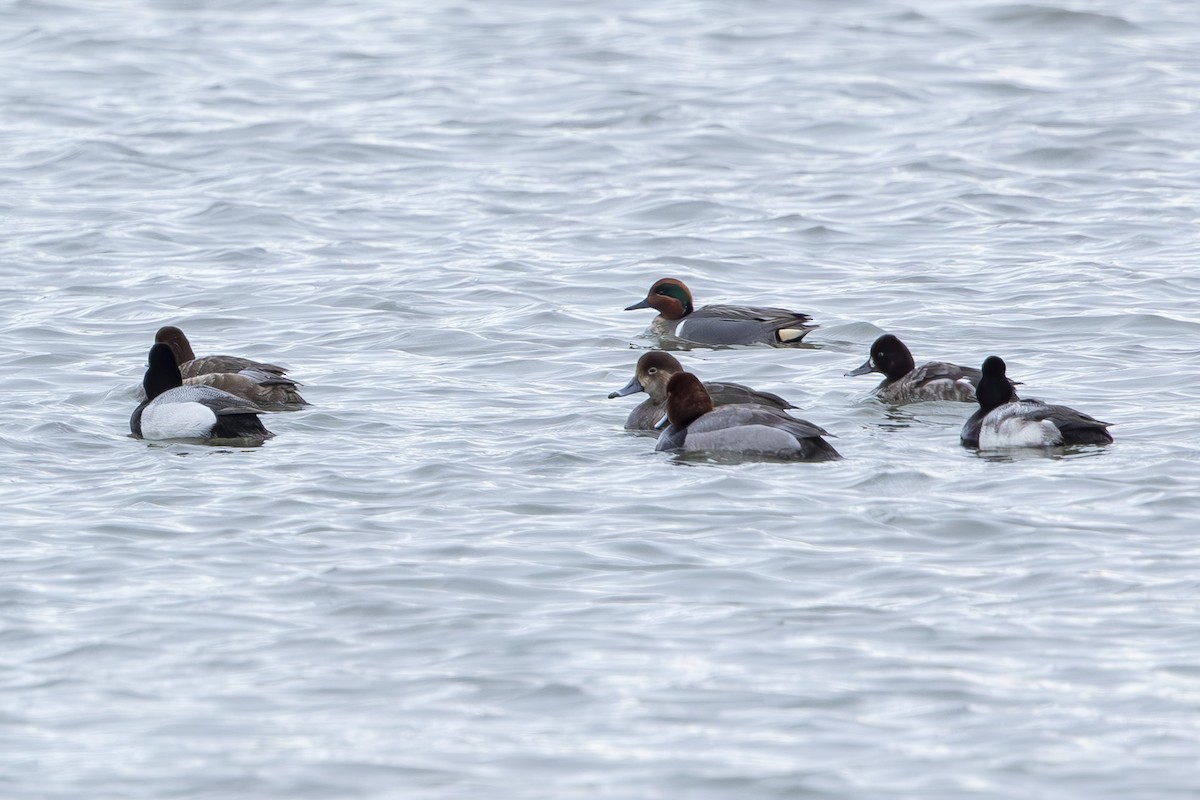 eBird Checklist - 4 Mar 2025 - Geist Reservoir (Hamilton Co.) - 14 species