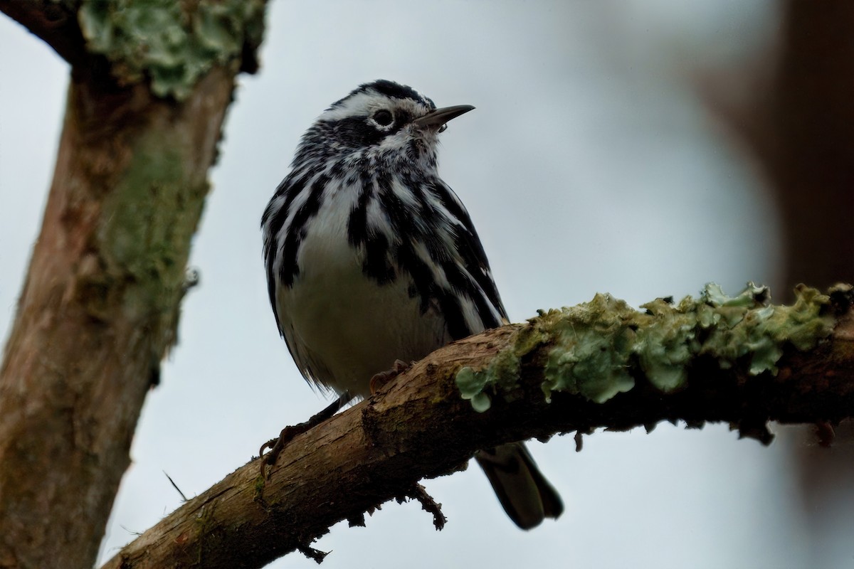 eBird Checklist - 4 Mar 2025 - Joyce WMA - 27 species