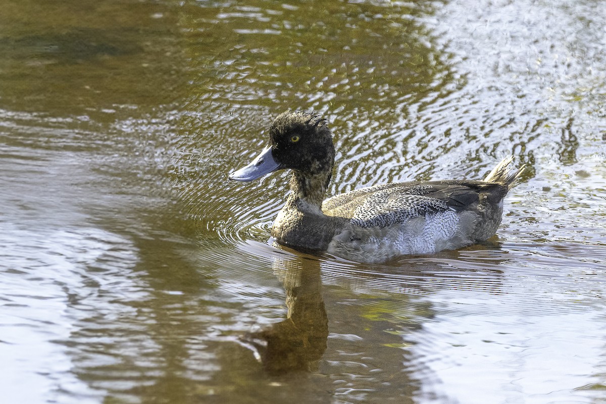 eBird Checklist - 4 Mar 2025 - Naples Botanical Garden - 55 species