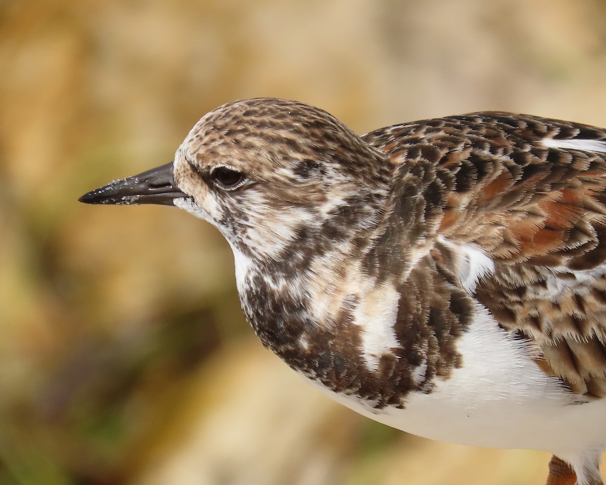 eBird Checklist - 4 Mar 2025 - Jupiter Beach Park - 9 species