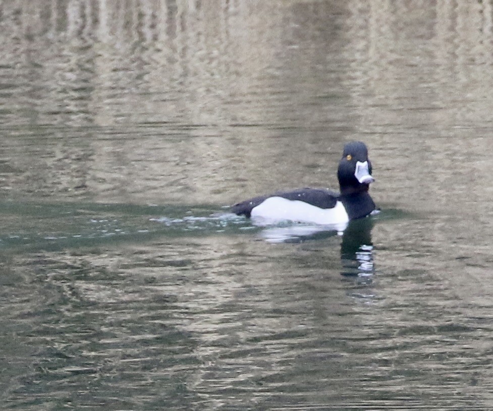 eBird Checklist - 3 Mar 2025 - Rock Run Rookery Preserve - 15 species