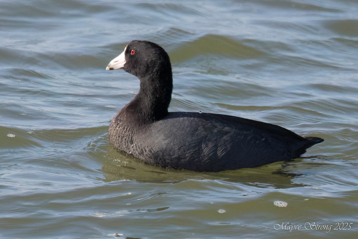 eBird Checklist - 4 Mar 2025 - Ray Roberts Lake SP--Isle du Bois (PPW-W ...