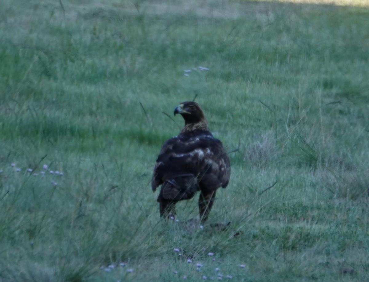eBird Checklist - 4 Mar 2025 - Hwy 166 GOEA Sighting - 2 species