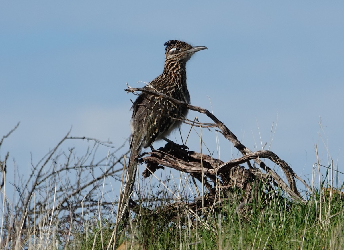eBird Checklist - 4 Mar 2025 - Road to Miranda Pines - 31 species