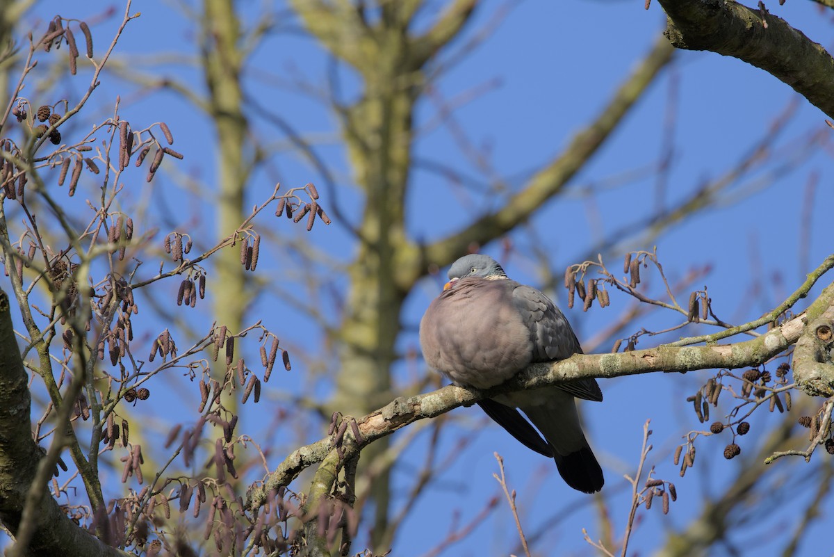 ML631638983 - Common Wood-Pigeon - Macaulay Library