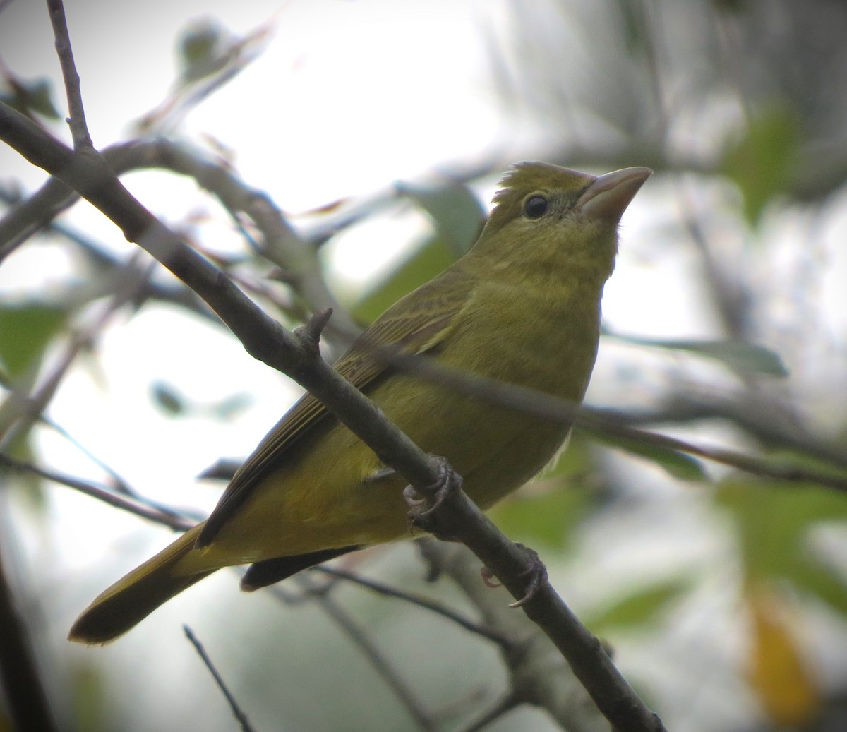 eBird Checklist - 4 Mar 2025 - I.G. Levy Park North (formerly Scranton ...