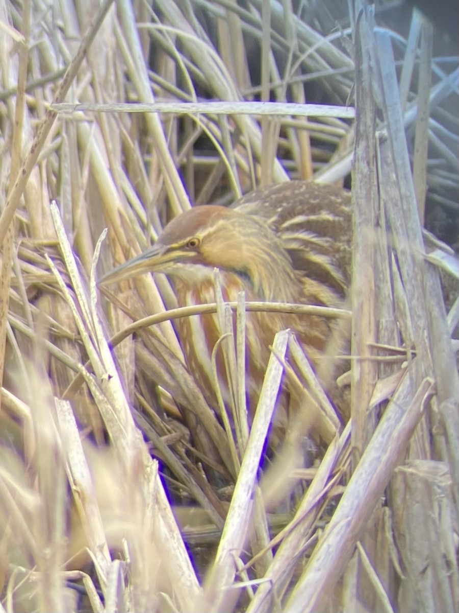 eBird Checklist - 4 Mar 2025 - Reifel Bird Sanctuary - 47 species (+1 ...