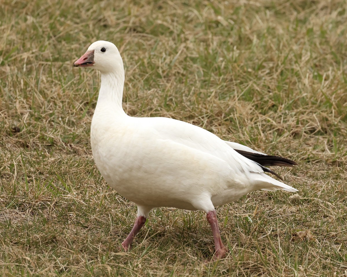 ML631641477 - Ross's Goose - Macaulay Library