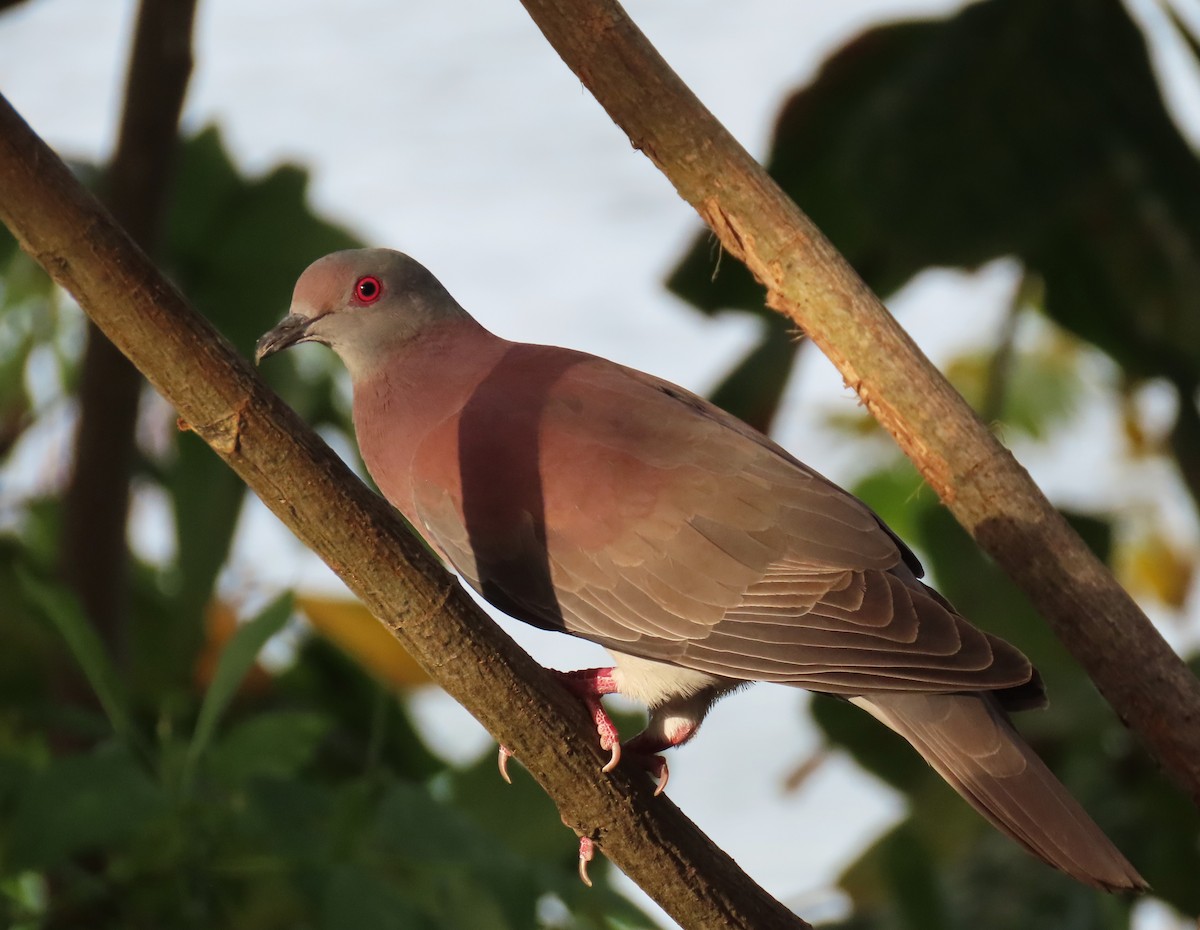 eBird Checklist - 10 Feb 2025 - Casco Viejo - 25 species