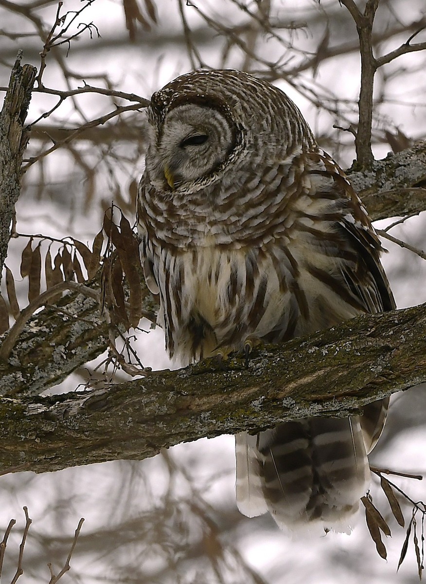 eBird Checklist - 4 Mar 2025 - *Links Mills School House List - 18 species