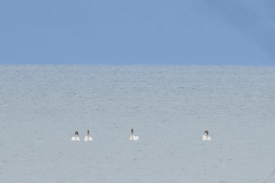 eBird Checklist - 4 Mar 2025 - Reifel Bird Sanctuary - 47 species