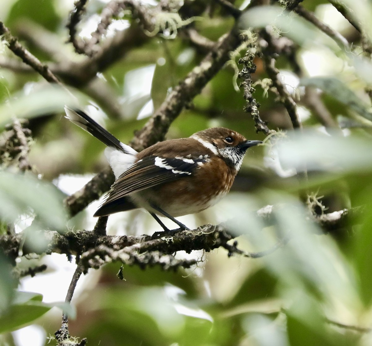 eBird Checklist - 4 Mar 2025 - Pu'u O'o Trail, Kipuka Ainahou section ...