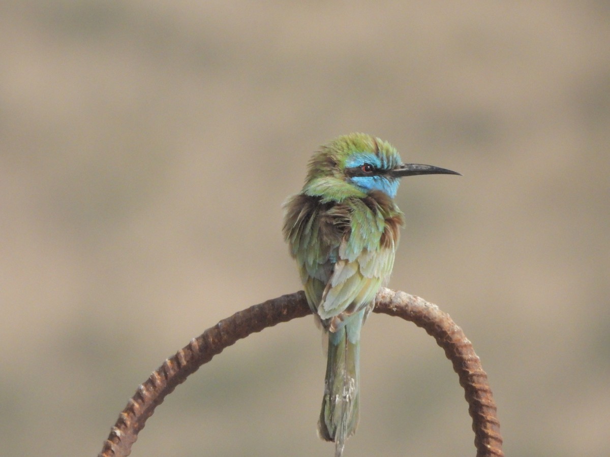 Israel Breeding Bird Atlas Checklist - 5 Mar 2025 - Security Path ...