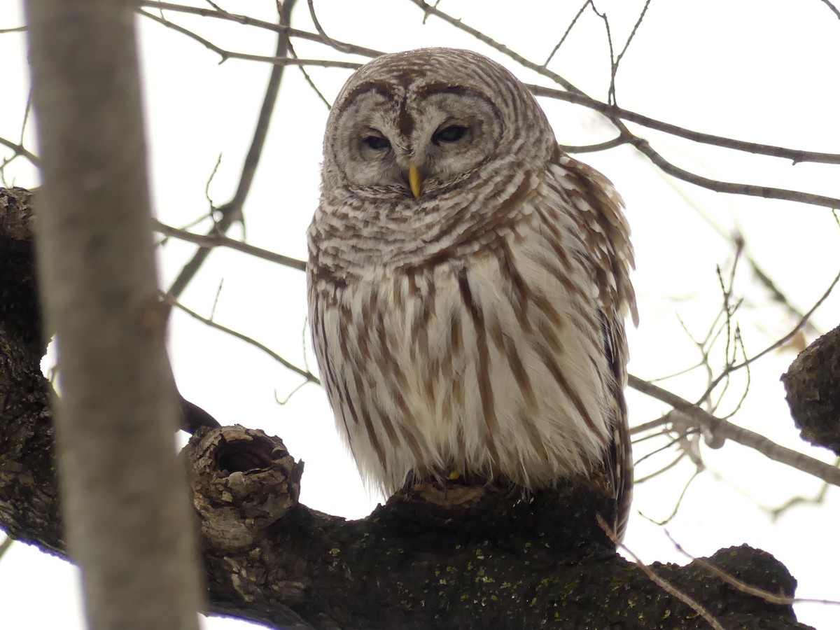 eBird Checklist - 5 Mar 2025 - Parc Michel-Chartrand - 9 species