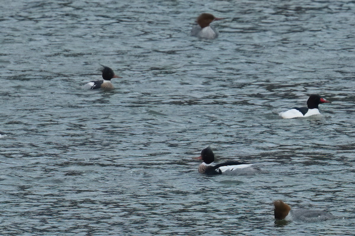 eBird Checklist - 5 Mar 2025 - Triadelphia Reservoir--Brighton Dam ...